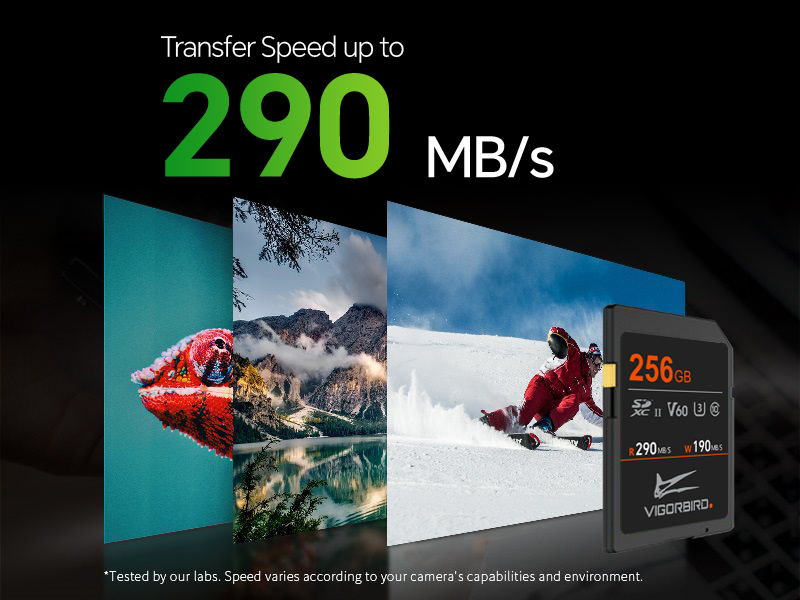 Stegosaur Series Professional V60 SDXC UHS-II SD Card - VIGORBIRD